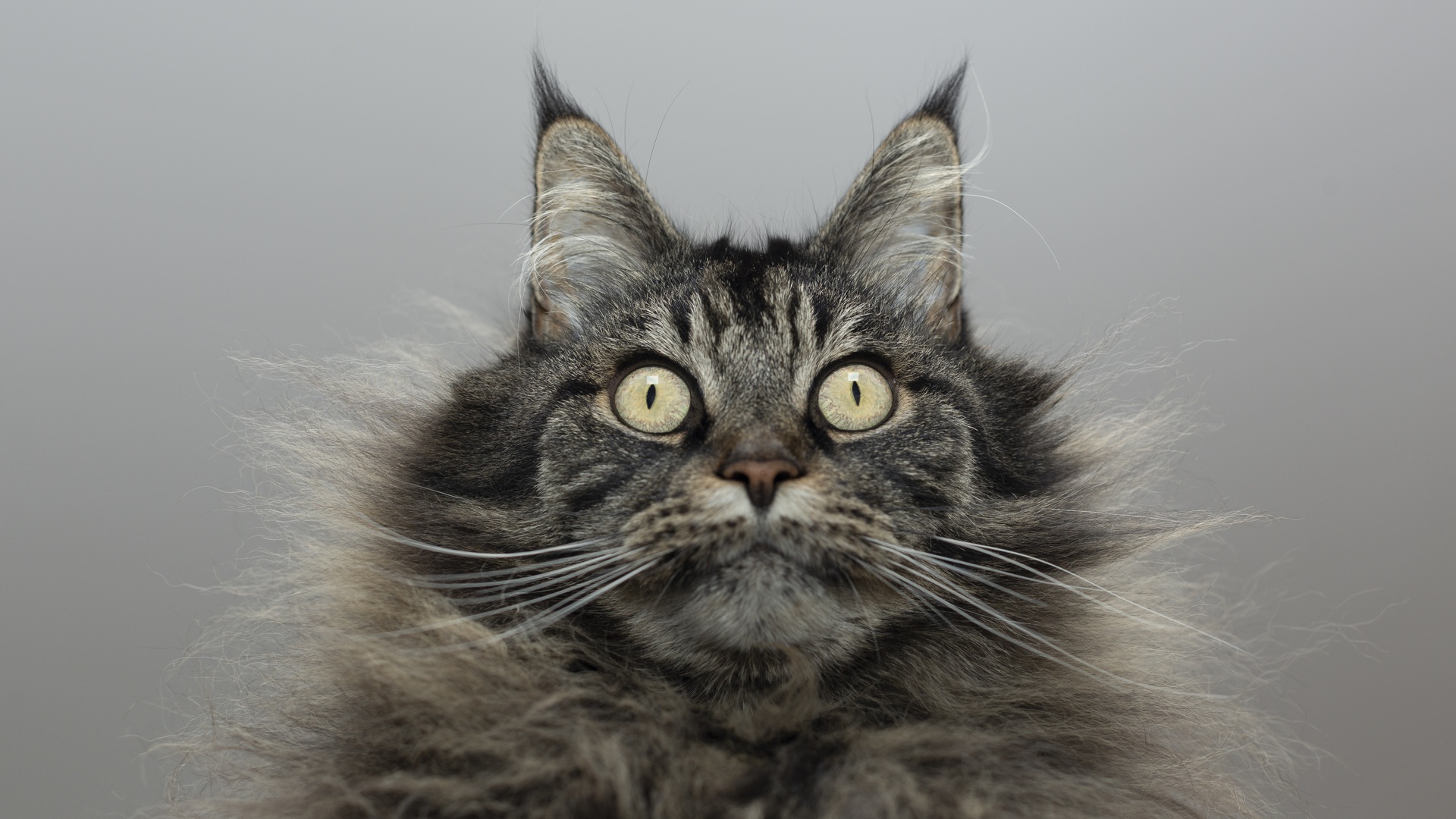 Wait, cats can get AIDS? What to know about how it spreads