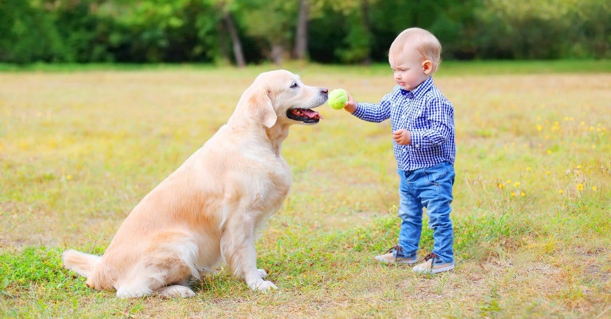 These gentle dog breeds are great with kids