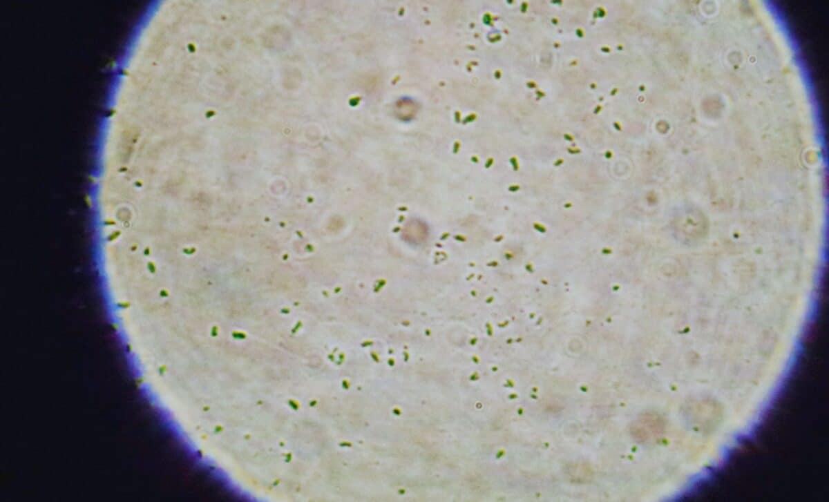 NASA’s Clean Rooms May Have Accidentally Sent This “Zombie” Bacteria to ...