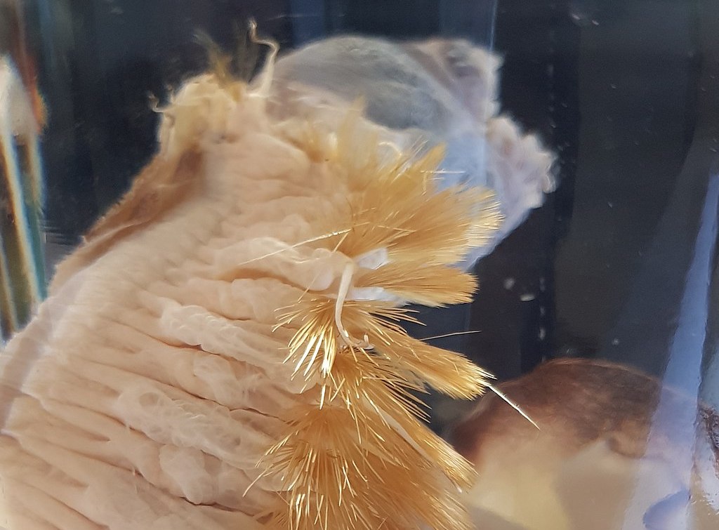 Real photos of an underwater worm you’ll wish were AI