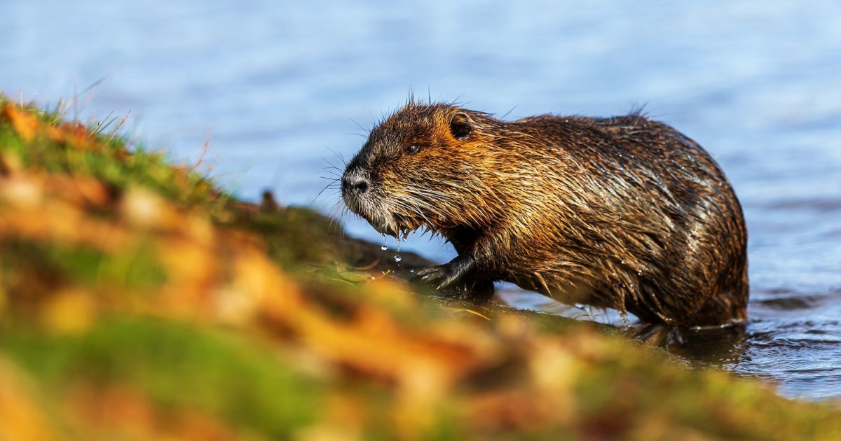 Le cauchemar de nos rivières : le ragondin, ce rongeur géant qui mute ...
