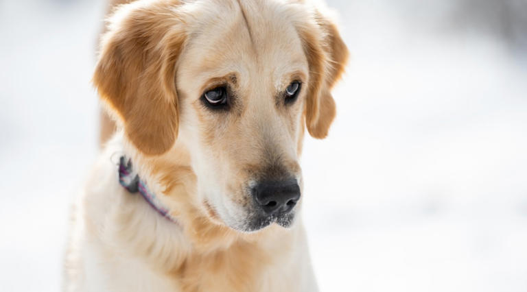 Golden retriever is hilariously bummed out after visit to the groomer