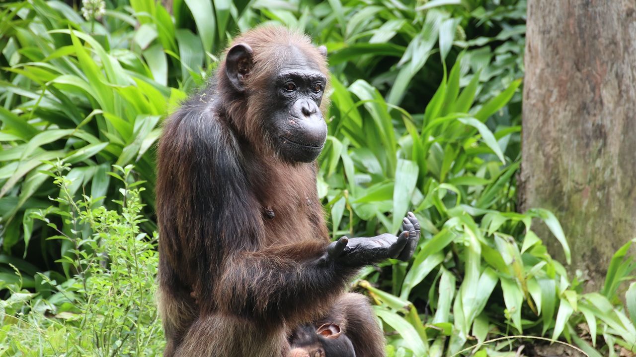 Chimps 'think about thinking' in order to weigh evidence and plan their ...