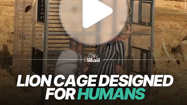 Lion cage is designed for humans