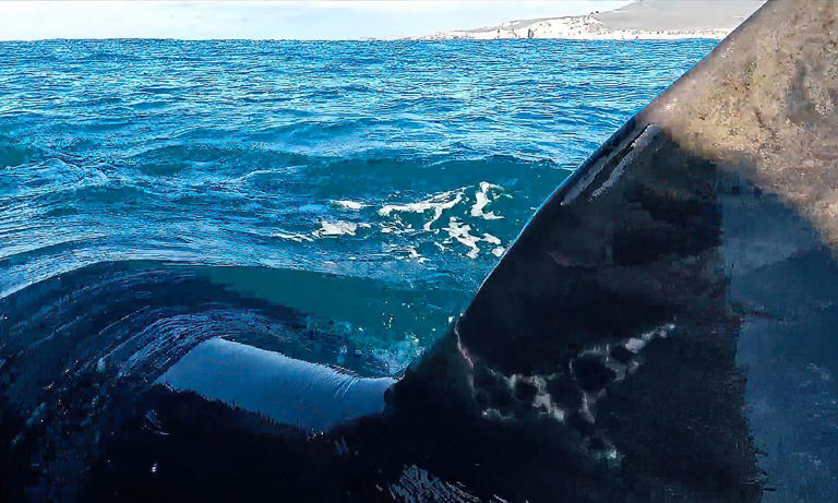 Two massive great white sharks, possibly pregnant, tagged off California
