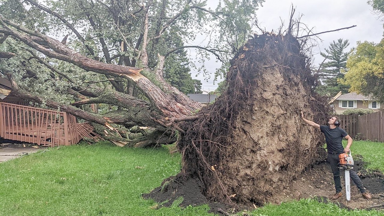 How I tackled a fallen maple tree