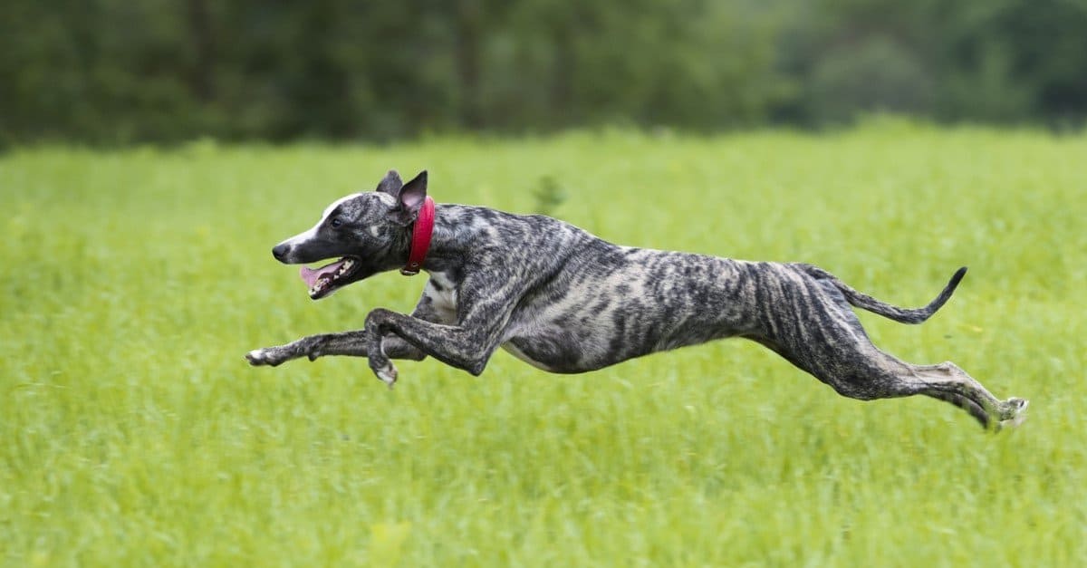 Meet 9 incredible brindle dog breeds