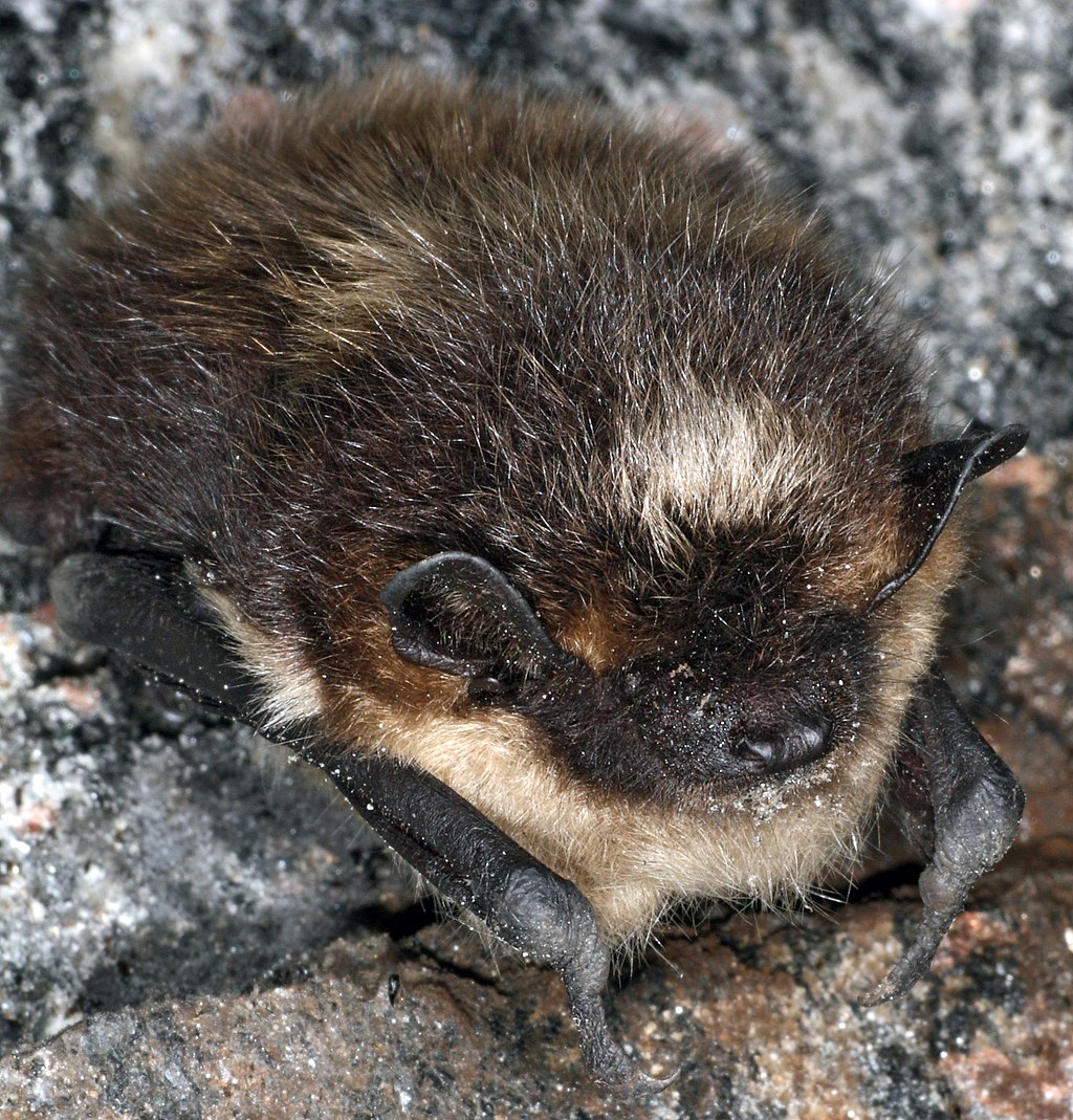 Understanding hibernation: How it works and which animals do it