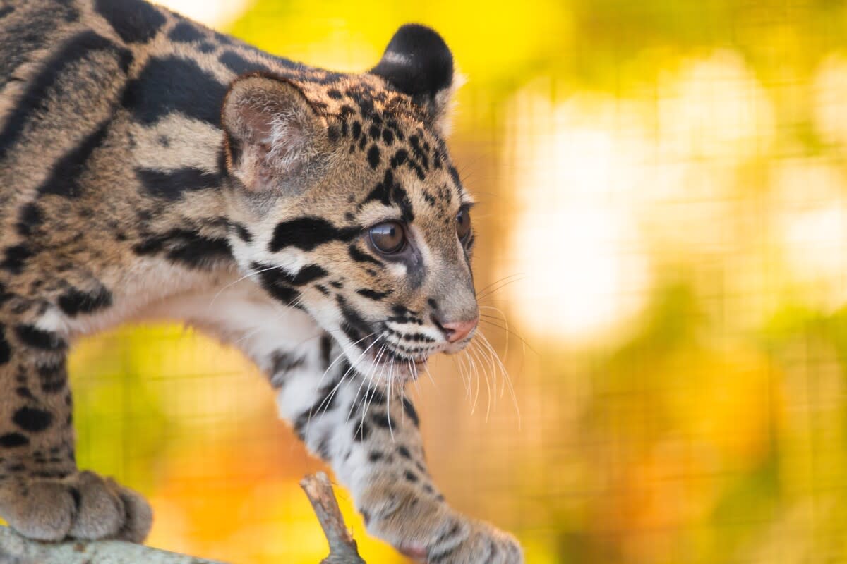 Precious Leopard Cubs Celebrate National Cat Day by Playfully Pouncing ...