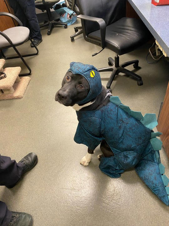 Henrico pups celebrate Halloween in style