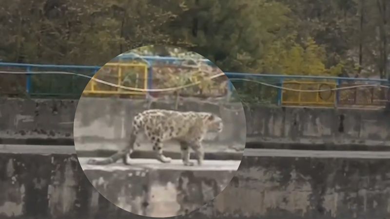 1st snow leopard sighting reported from Himachal's Kinnaur; rescued ...