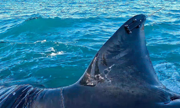 Two massive great white sharks, possibly pregnant, tagged off California