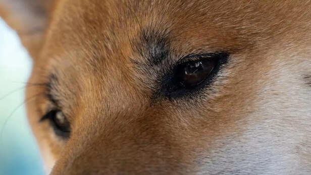 Understanding and Cleaning Dog Tear Stains: Causes and Simple Solutions