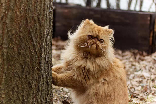 Attention All Ginger Cat Lovers Out There: Here Is The List Of Top 10 ...