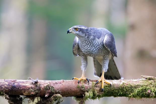 Why this of 'Phantom of Forest’ bird of prey should be welcome in Yorkshire