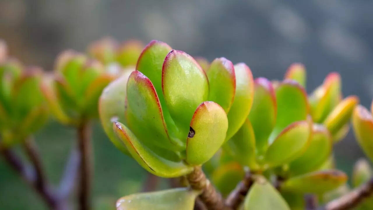 6 long-living succulents that can thrive for over 50 years