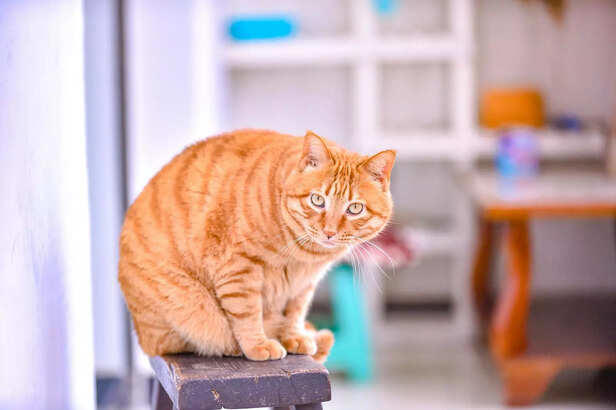 Attention All Ginger Cat Lovers Out There: Here Is The List Of Top 10 ...
