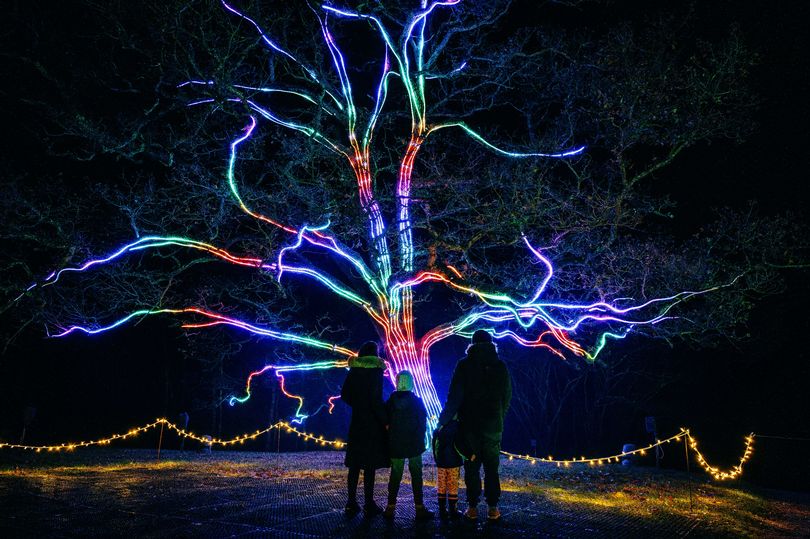 Windsor Great Park Illuminated winter lights walk to host low sensory ...