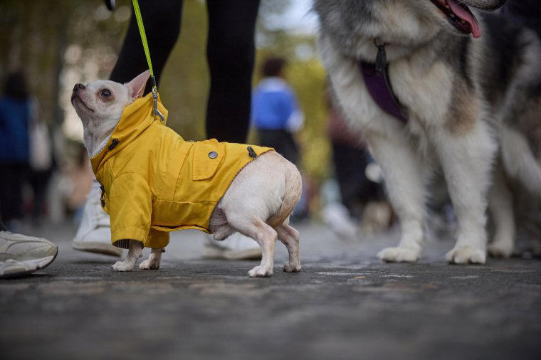 Poorly trained dog you think is perfect? Signs you’re a narcissistic ...