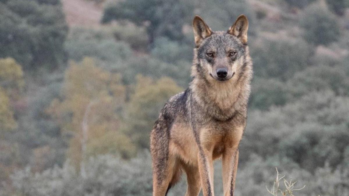 Un estudio genético descifra qué comen los lobos ibéricos sin necesidad ...