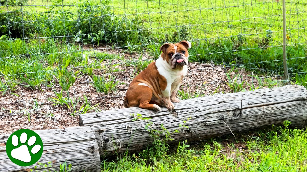 Abandoned Bulldog shows up on farm and asks for help