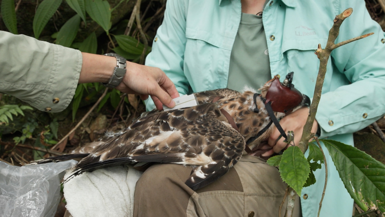 Elusive Mountain Hawk-Eagle Tracking Toughens With Dwindling Population