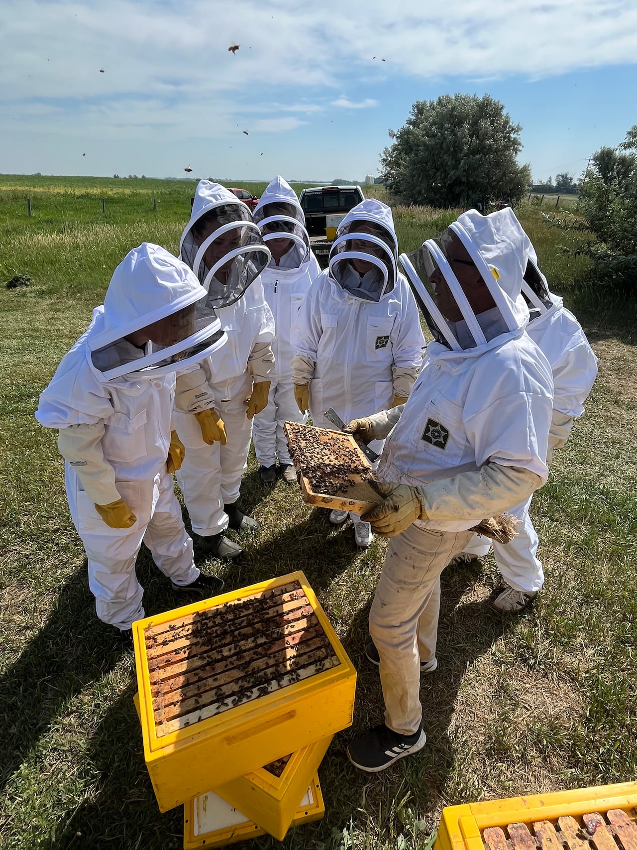 Alberta researcher pitches Australian-made beehives as new alternative ...