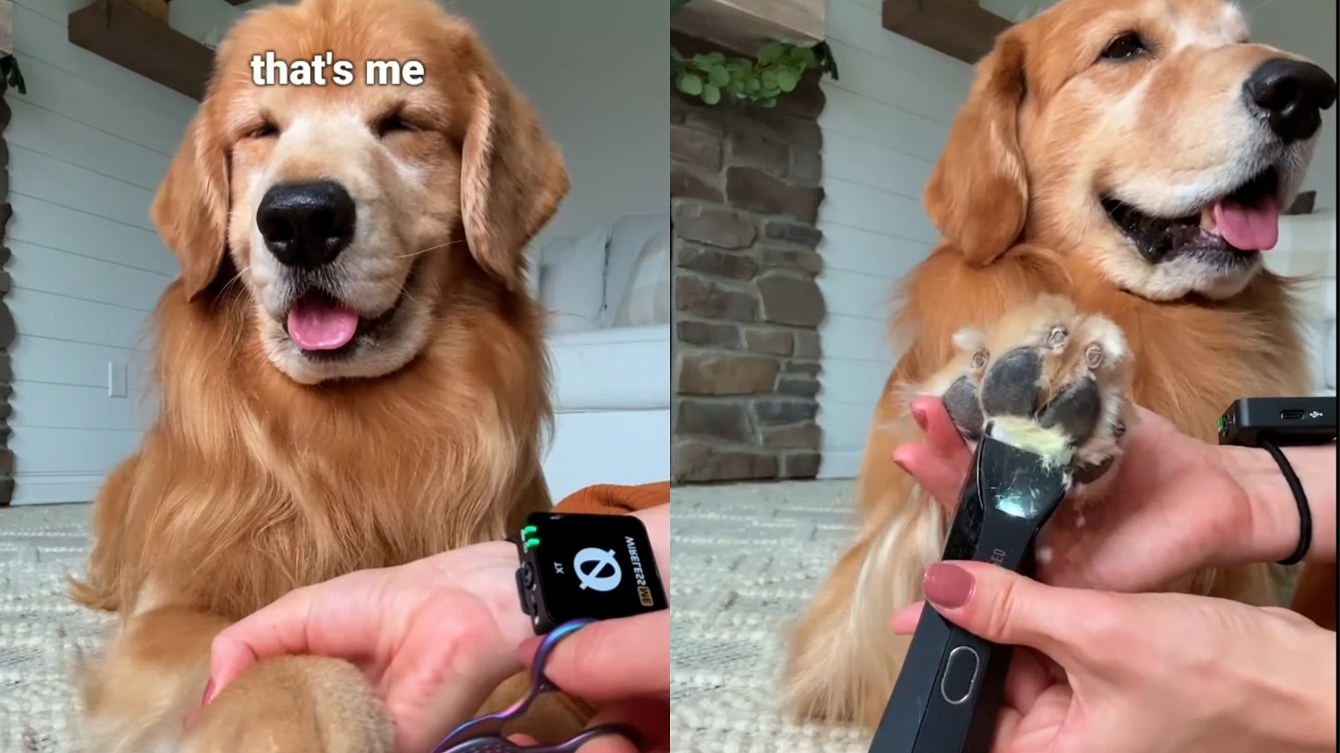 Trimming My Dog’s Hairy Paw Pads