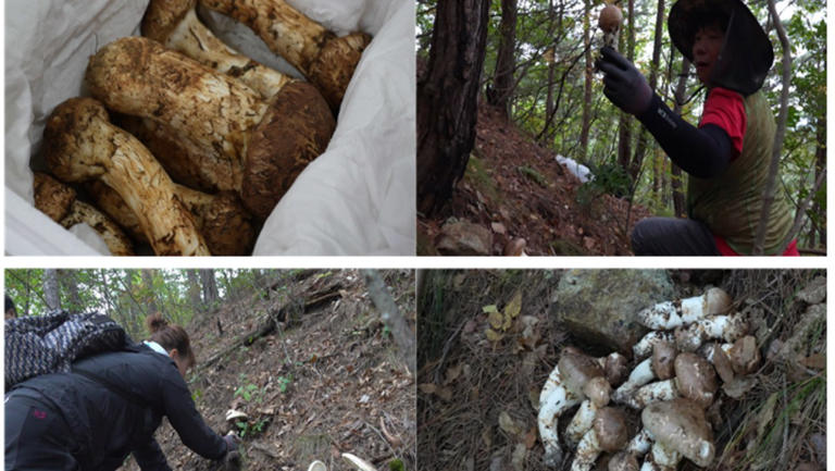 EBS1 '극한직업' 최고급 송이버섯과 호두 外