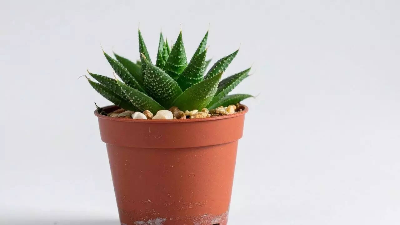 6 long-living succulents that can thrive for over 50 years