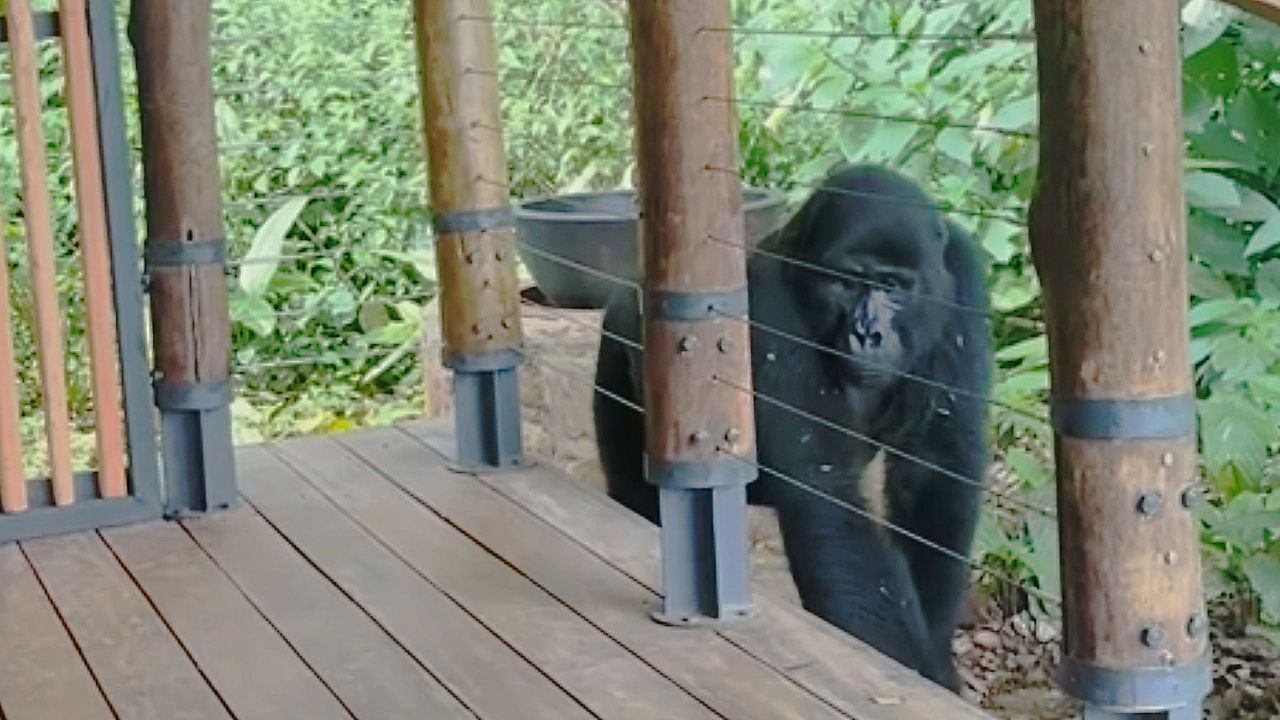 Tourist relaxes on veranda in Ugandan rainforest – then a huge gorilla ...