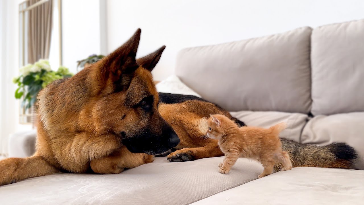 Grappige kitten valt lieve Duitse herder speels aan