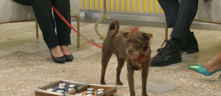 Rescue Dog Left Behind After Hurricane is Crowned World’s Cutest Dog