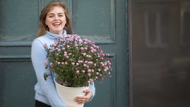 Repot Your Mum Plants The Right Way With These Simple Tips