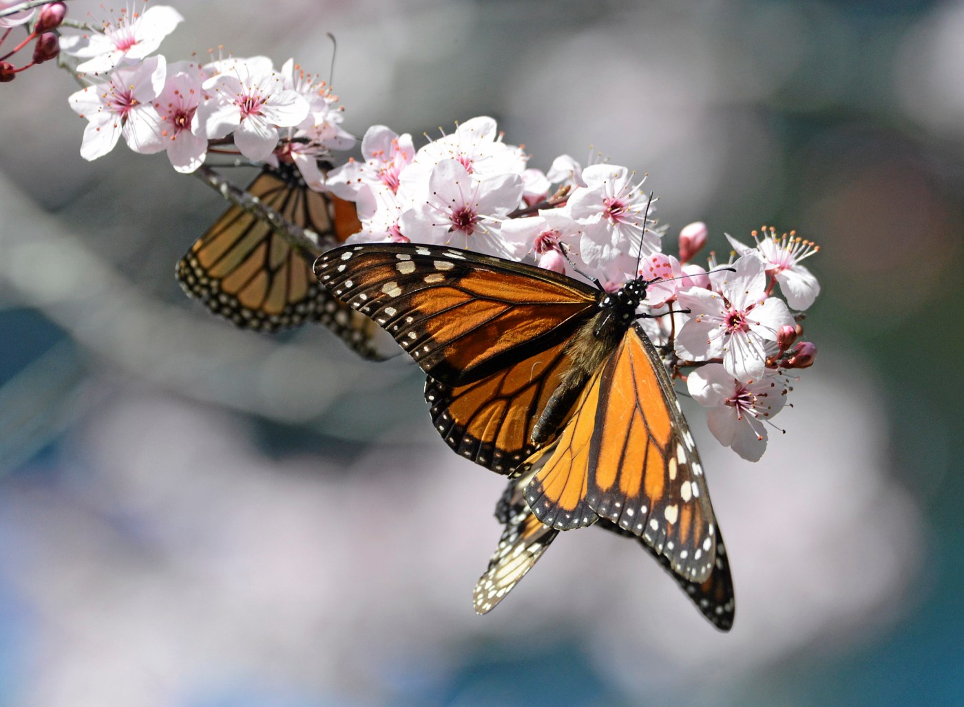 New butterfly website hopes to inform, inspire
