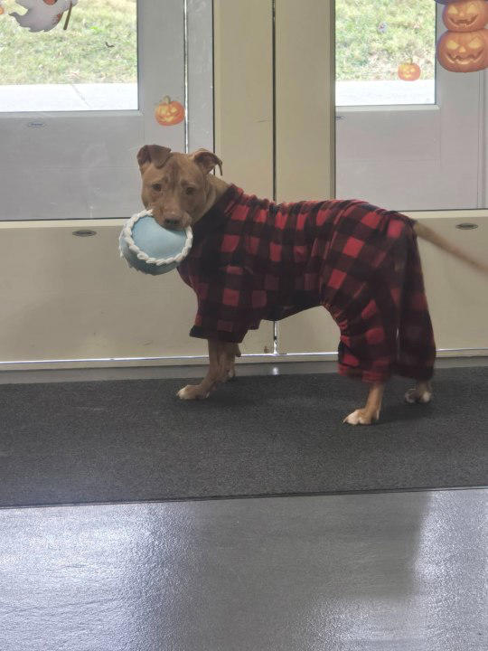 Henrico pups celebrate Halloween in style