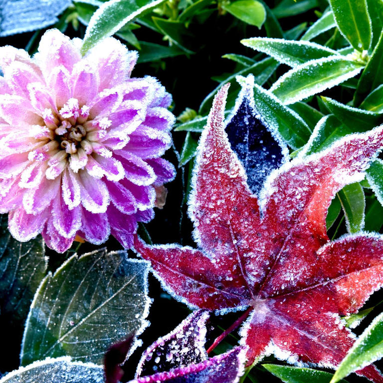 Keep Fall Flowers Blooming Into Winter – 5 Frost Delay Tricks so Your ...