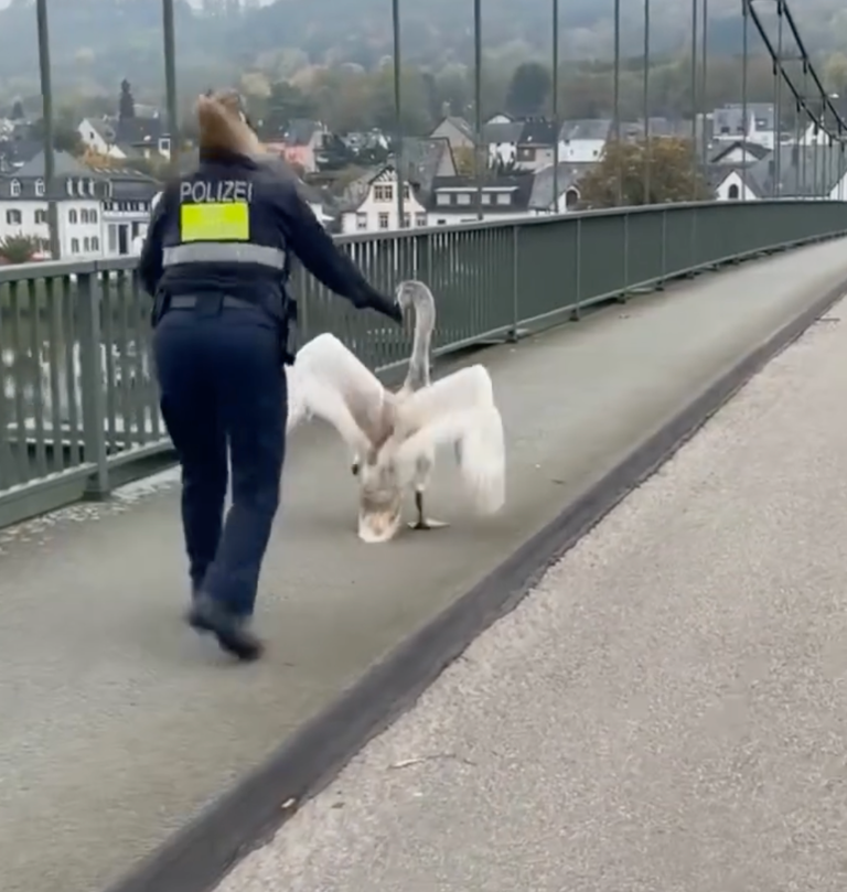 See it: Police officer rescues reluctant swan from side of busy German road