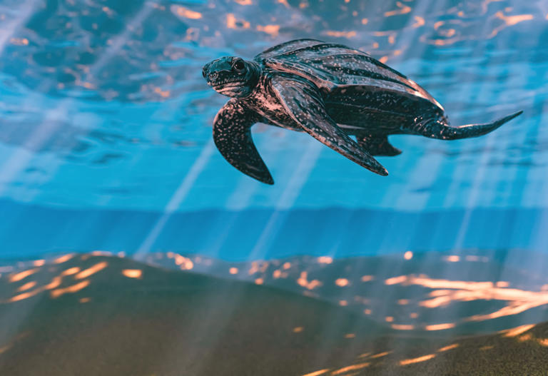 Your Complete Guide To Sea Turtles