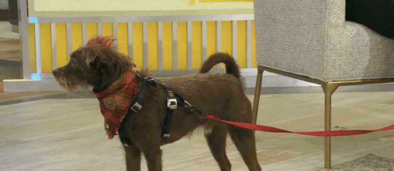 Rescue Dog Left Behind After Hurricane is Crowned World’s Cutest Dog