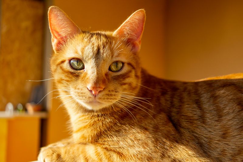 8 Signs Your Cat Is Healthy