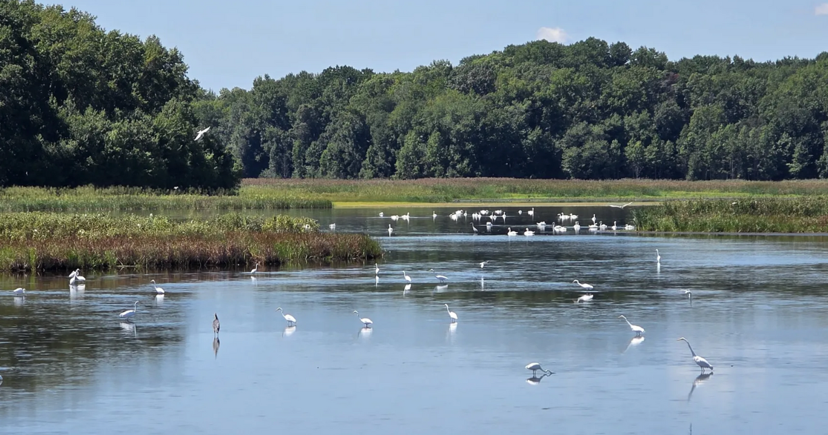 The Wild 8.5-Mile Bombay Hook Trail That's Worth Every Step