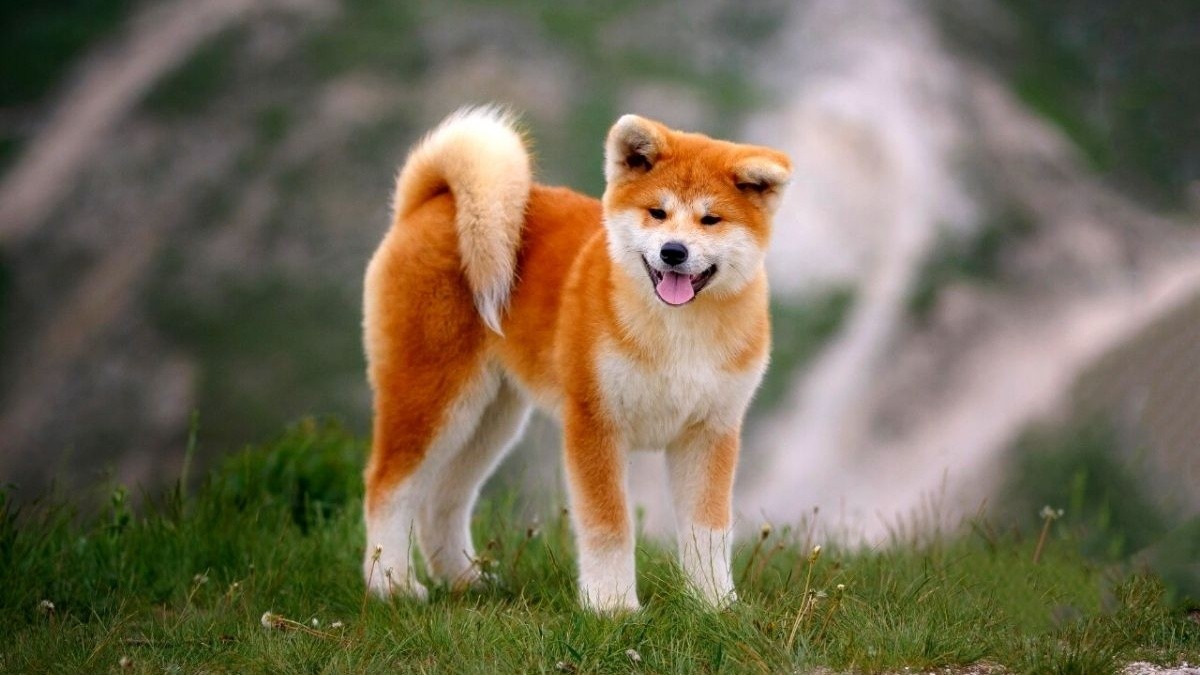 12 dog breeds that are as self-sufficient as a cat