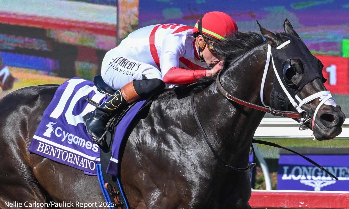 Jose D’Angelo's Sprinting Stars: Shisospicy Headed To Sale, Bentornato ...