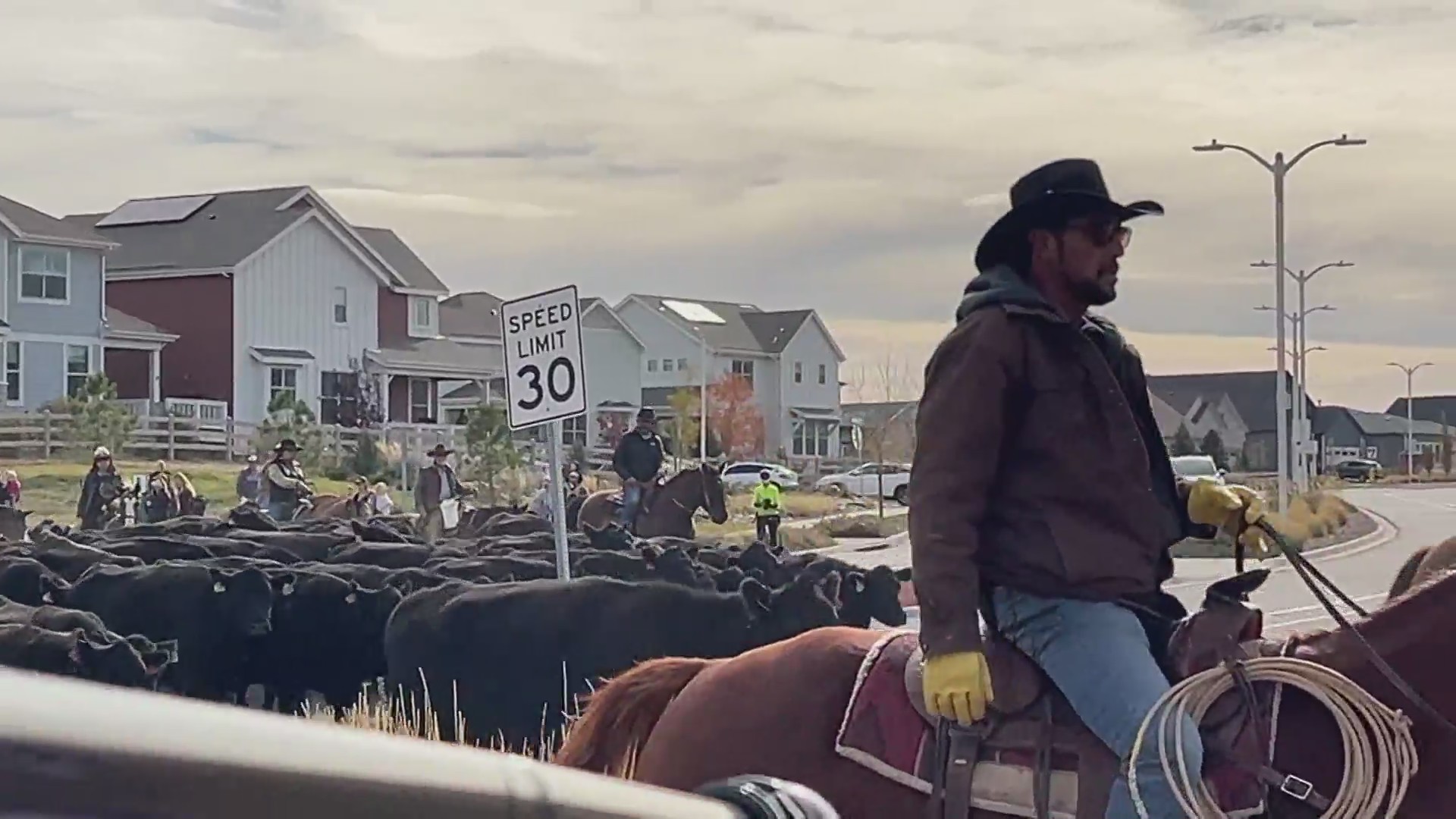 Colorado ranchers hold annual cattle drive through Sterling Ranch