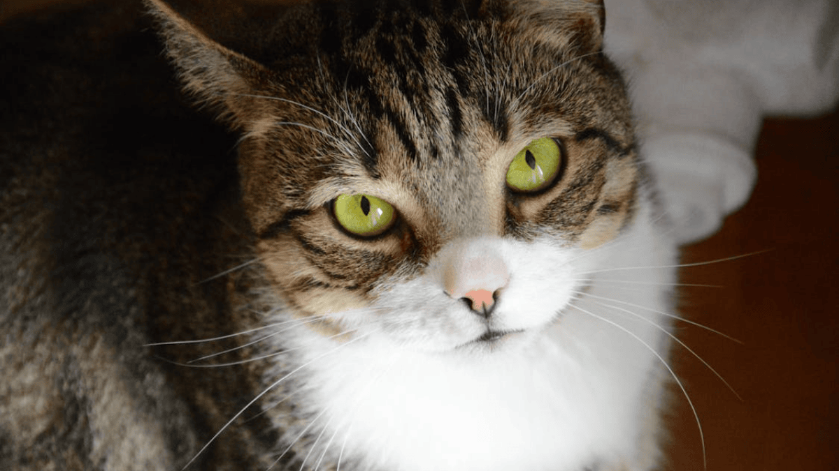 Messages your cat wants you to carry in your heart (even when he's gone)