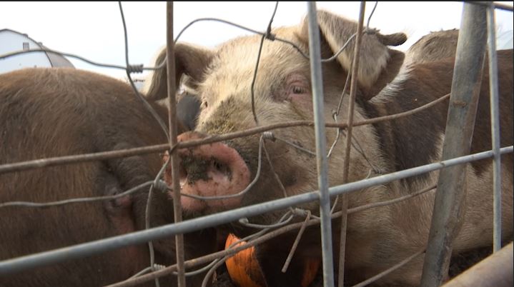 Prairie Rose 4-H Club’s “Pumpkins for Piggies”