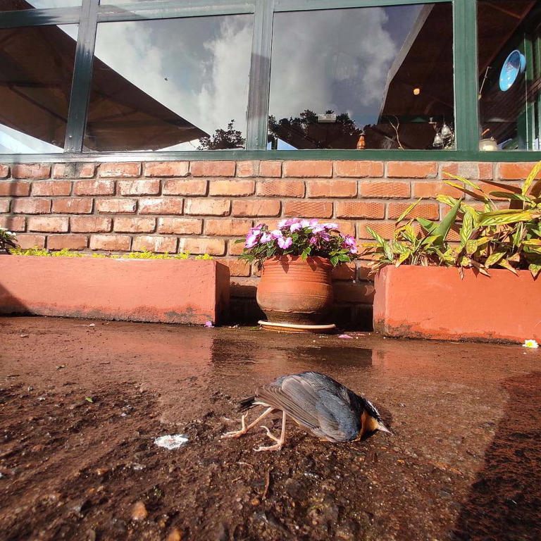 Bird collisions with glass panes an emerging threat, finds study