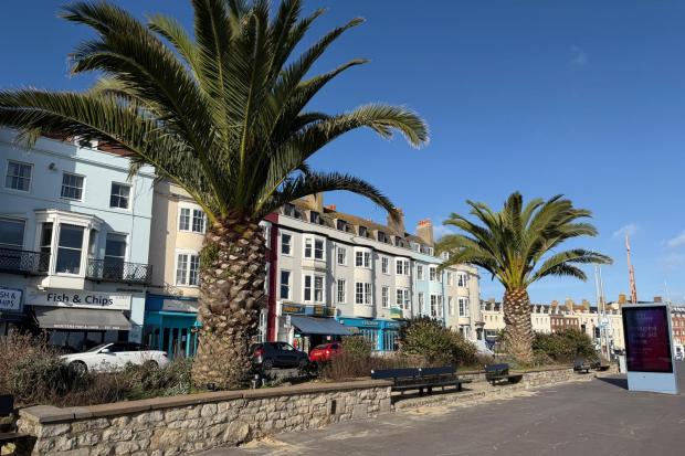 "Let's get it right the first time:" Campaign triumphs as palms saved ...