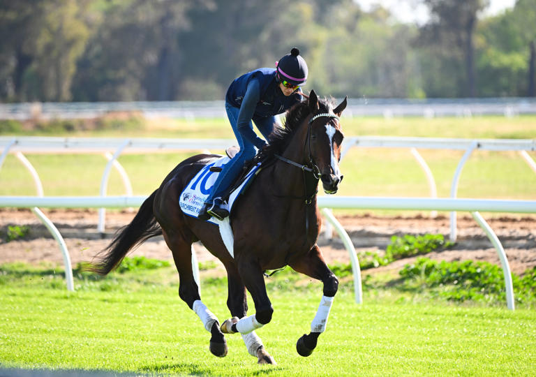 Cup form guide: Payne backs German 'X-factor' to fire